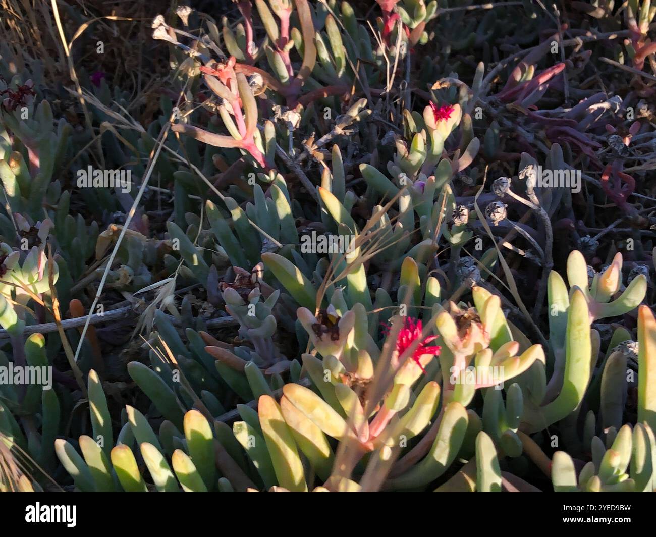 Malephora crocea hi-res stock photography and images - Alamy