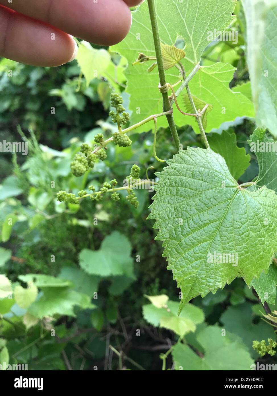 graybark grape (Vitis cinerea Stock Photo - Alamy