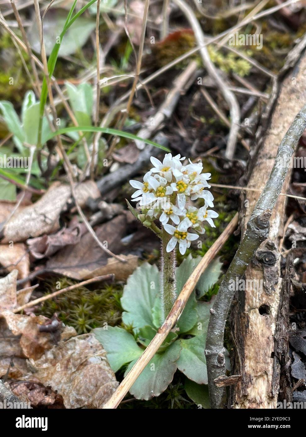 Micranthes virginiensis hi-res stock photography and images - Alamy