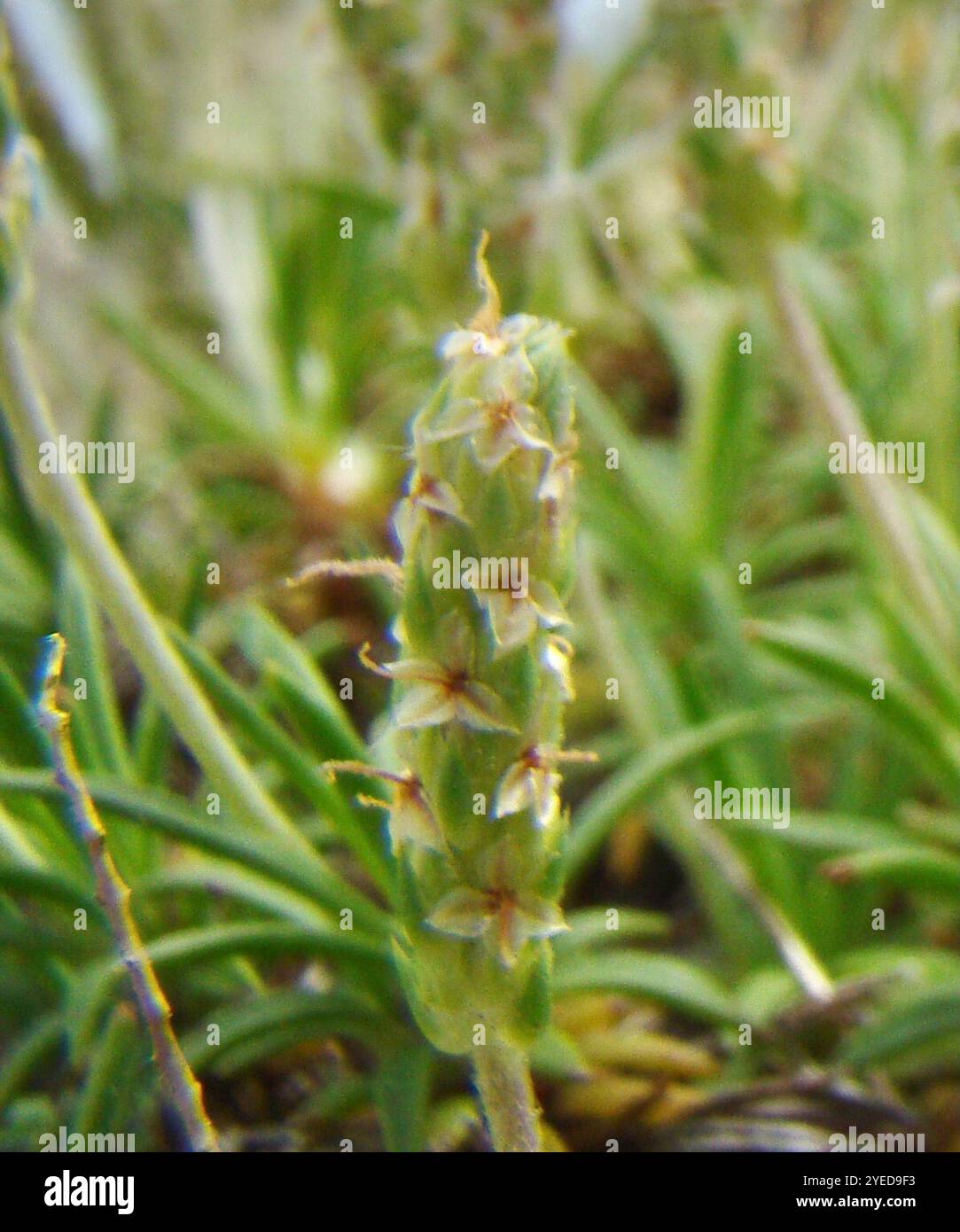 Plantago subulata (plantago subulata) hi-res stock photography and ...