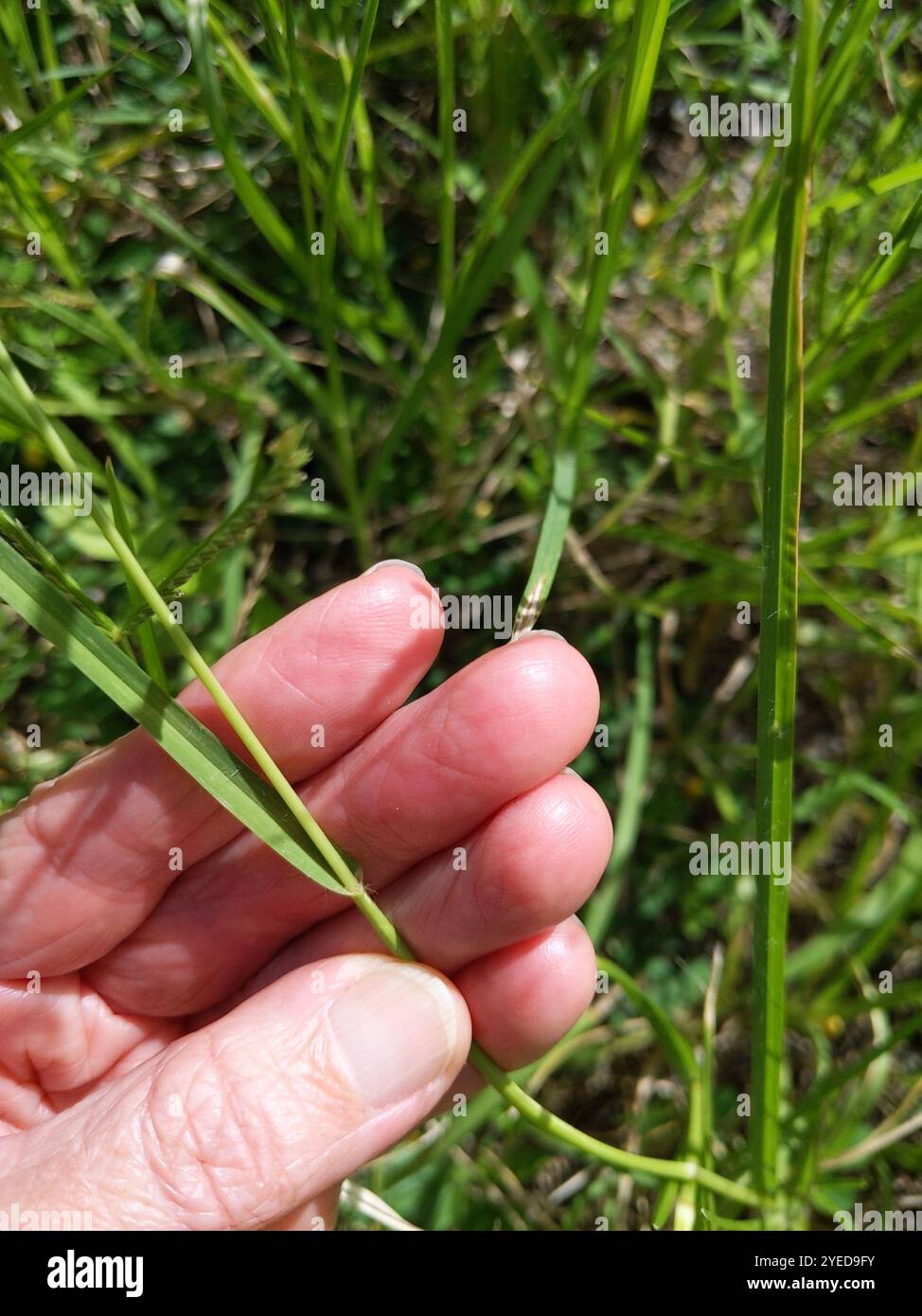 Goose Grass (Eleusine indica Stock Photo - Alamy