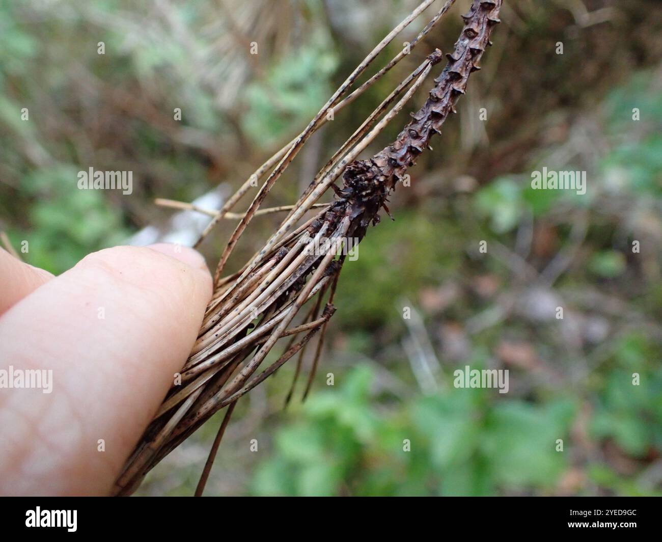 Shore Pine (Pinus contorta contorta Stock Photo - Alamy