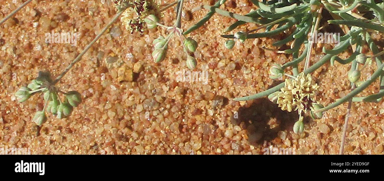 African Saltsorrel (Kewa bowkeriana Stock Photo - Alamy