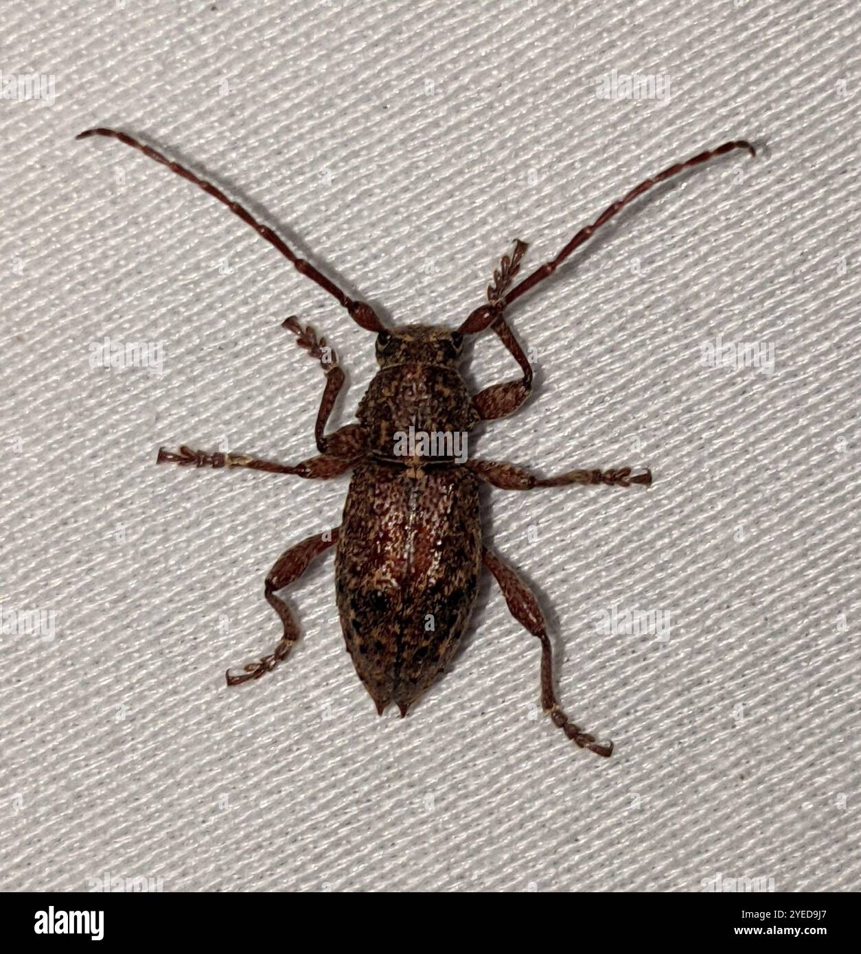 Thorn-tailed Longhorn Beetle (Plectrura spinicauda Stock Photo - Alamy