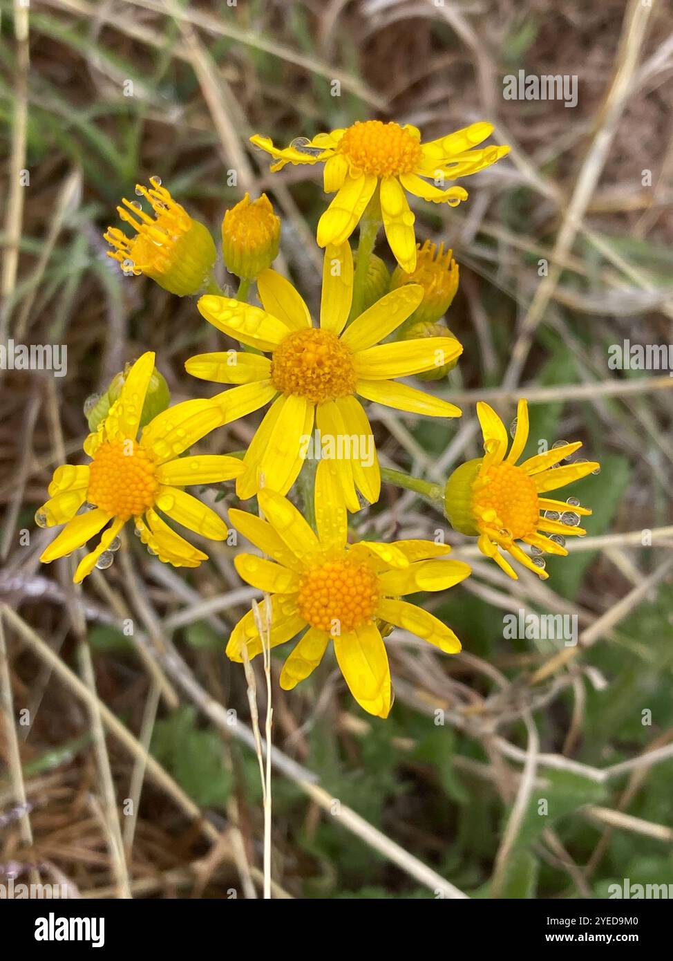 Prairie Groundsel (Packera plattensis Stock Photo - Alamy
