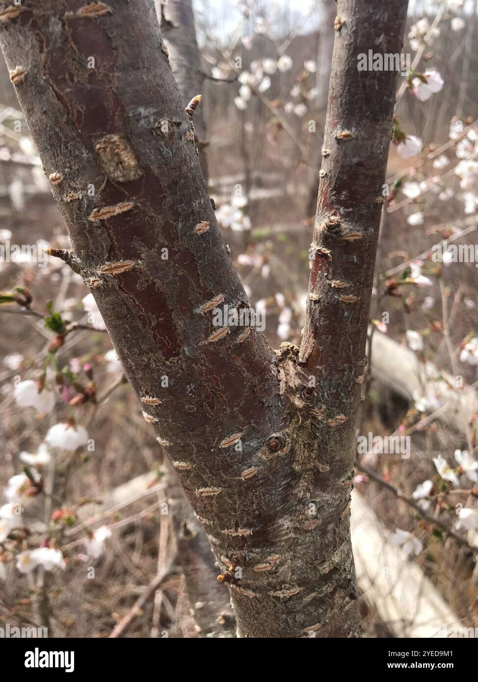 Prunus pensylvanica hi-res stock photography and images - Alamy