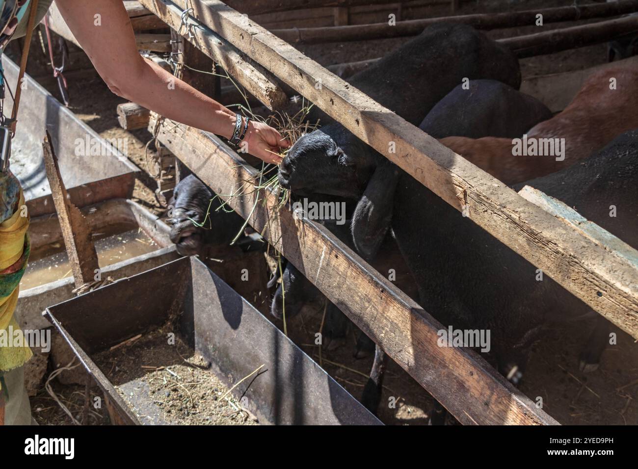 Sheep photo art hi-res stock photography and images - Alamy