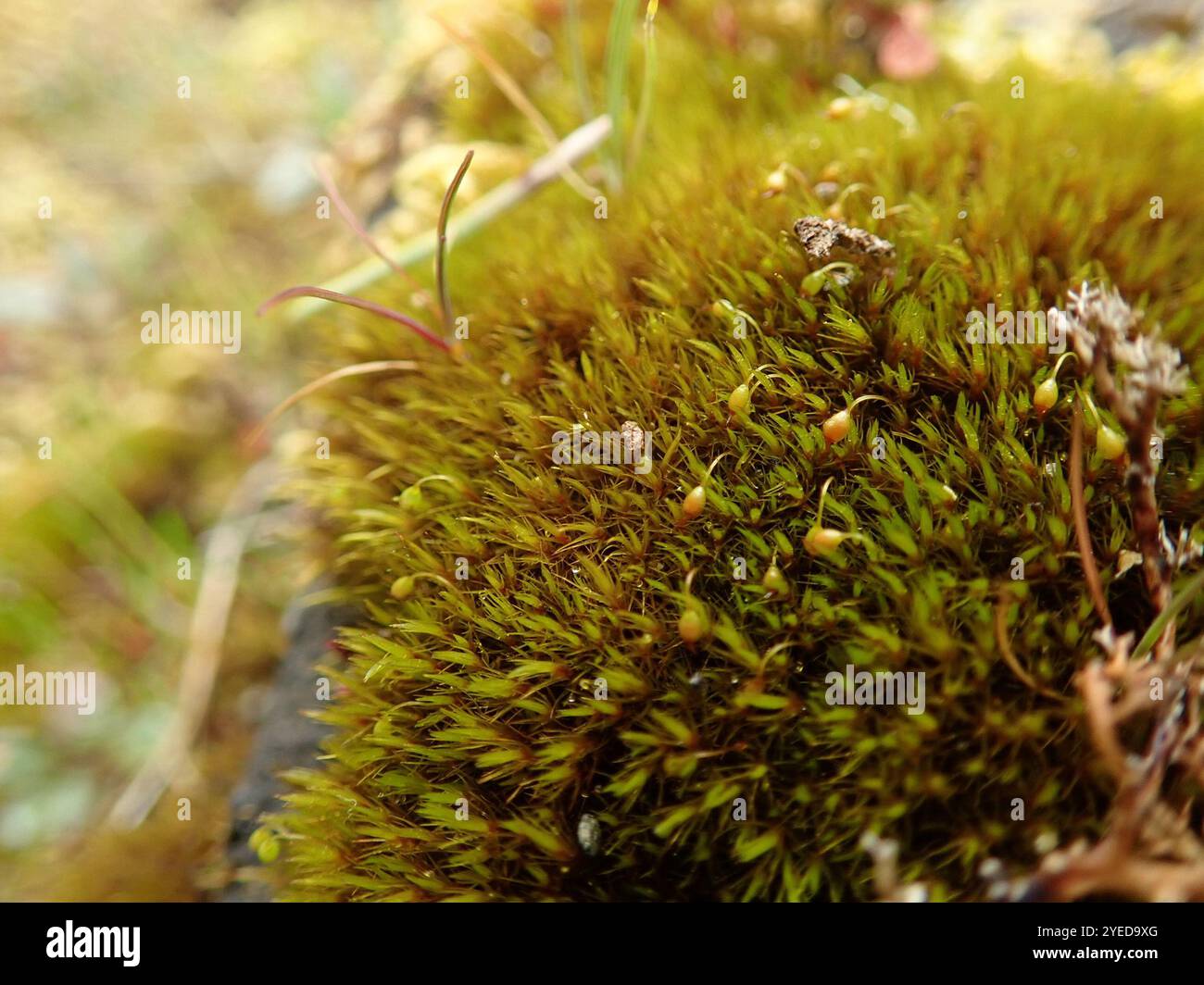 Sharp-leaved Blindia (Blindia acuta Stock Photo - Alamy