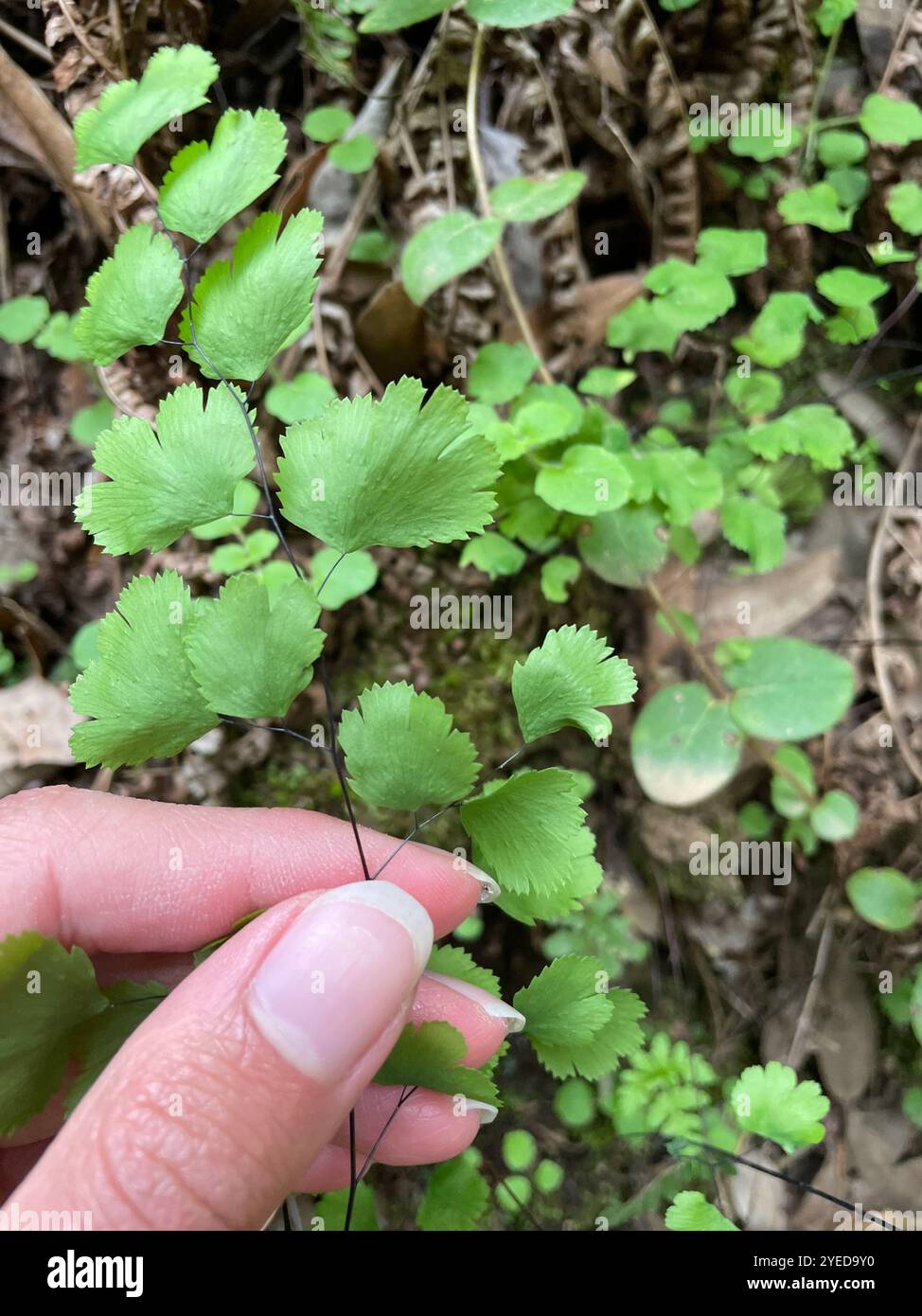 California Maidenhair Fern (Adiantum jordanii Stock Photo - Alamy