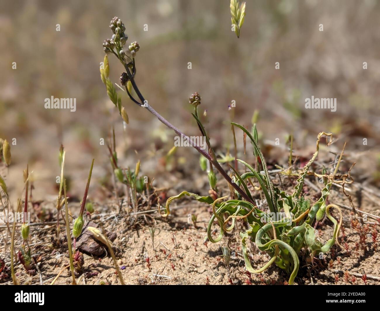 santa lucia purple amole (Hooveria purpurea purpurea Stock Photo - Alamy