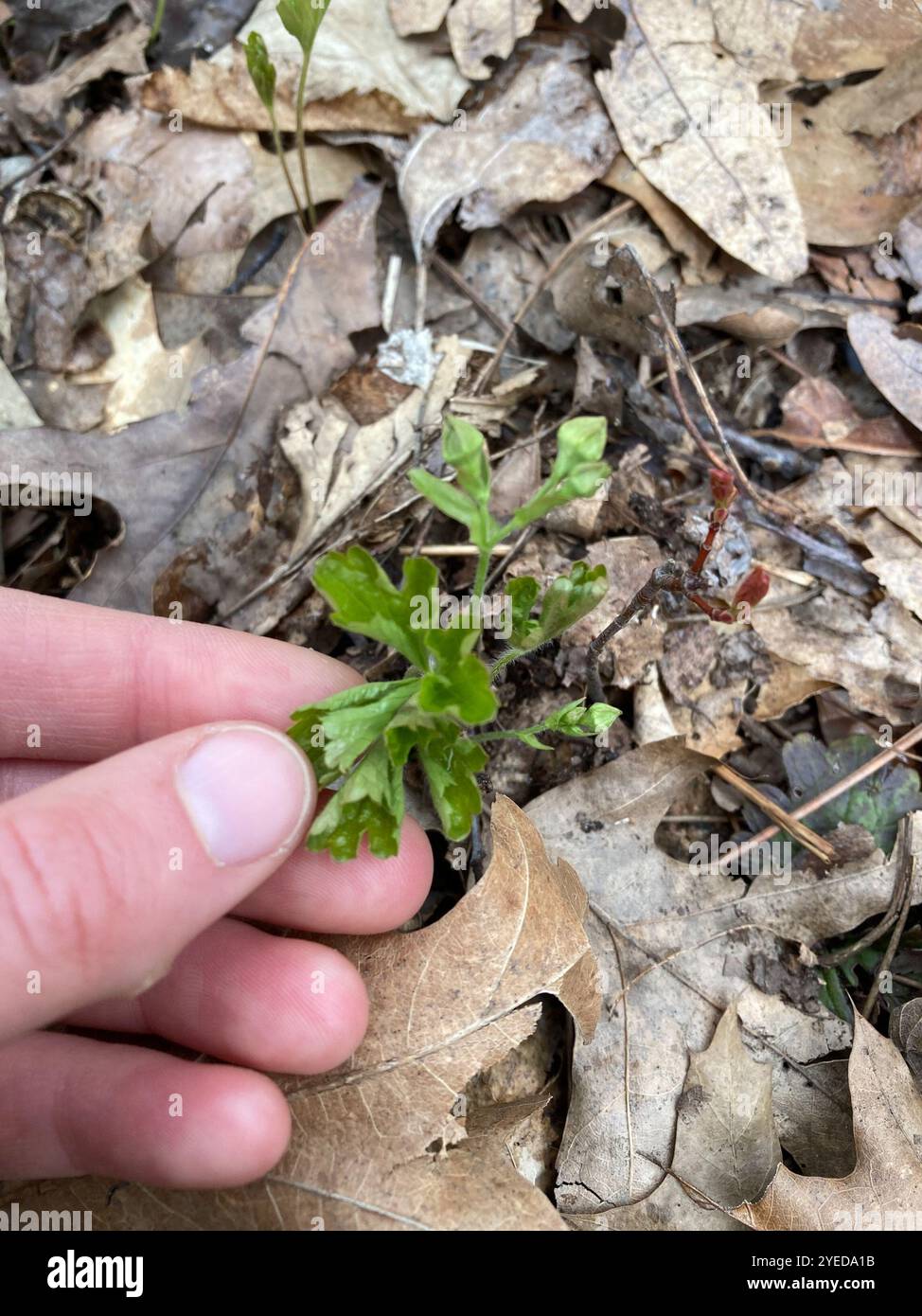 Appalachian barren-strawberry (Waldsteinia fragarioides Stock Photo - Alamy