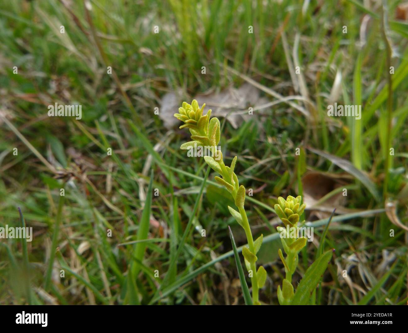 Uromyces hi-res stock photography and images - Alamy