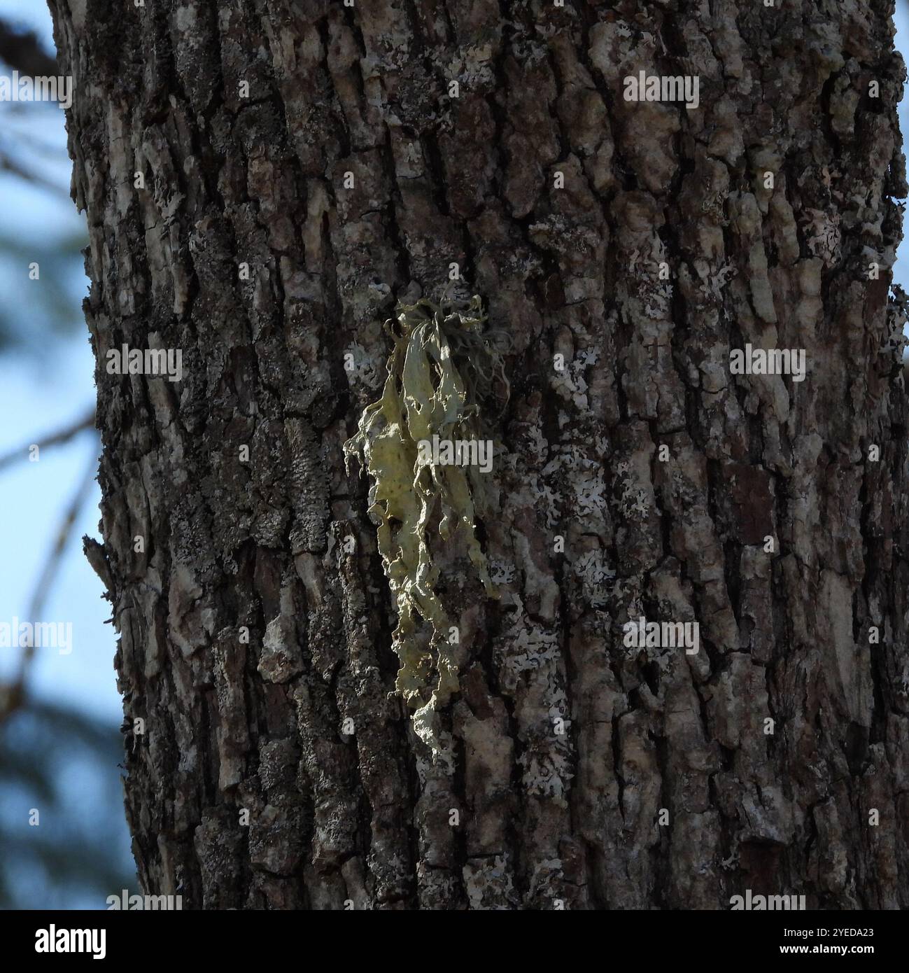 Cartilage lichen hi-res stock photography and images - Alamy