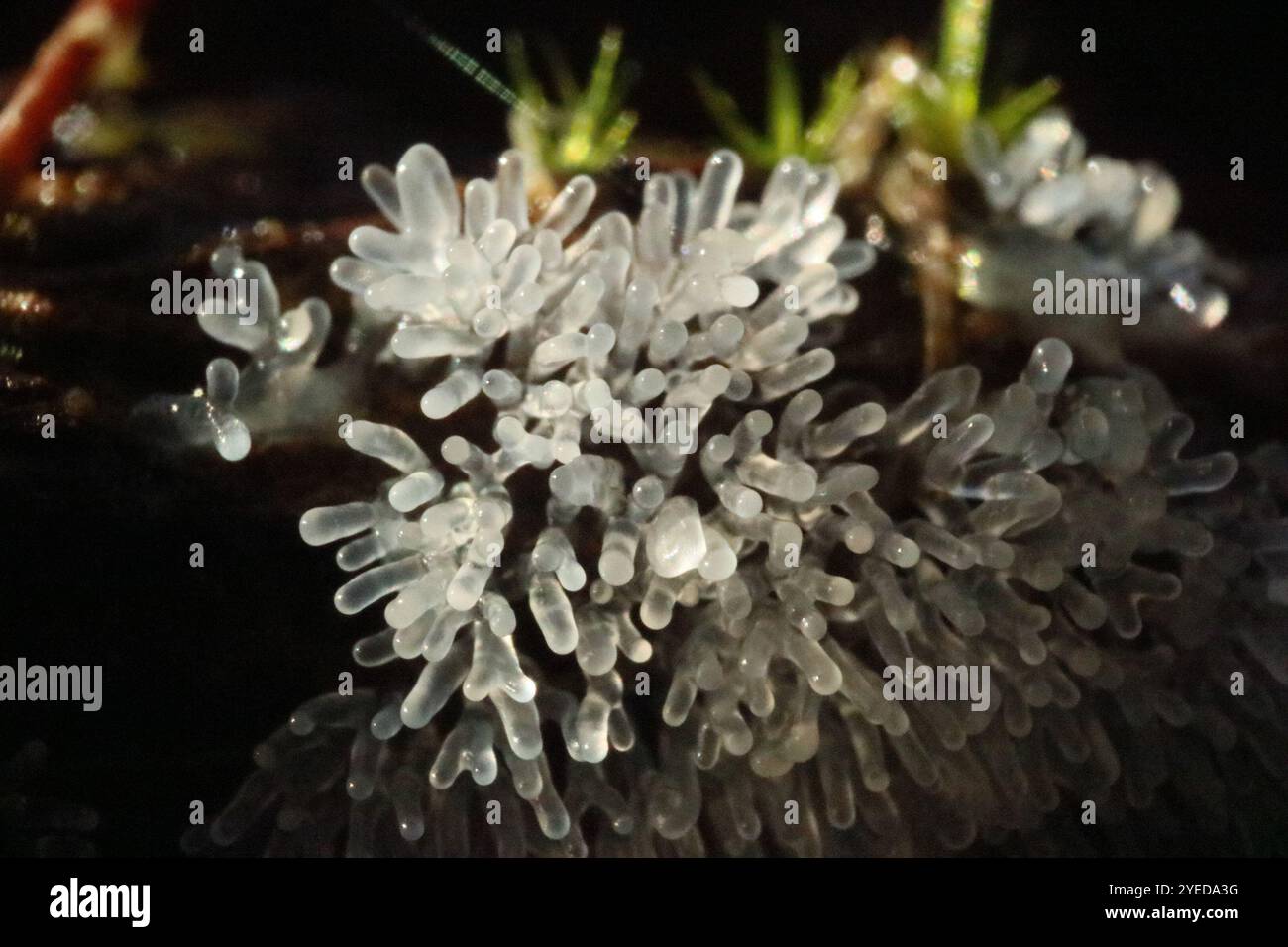 Honeycomb Coral Slime Mold (Ceratiomyxa fruticulosa Stock Photo - Alamy