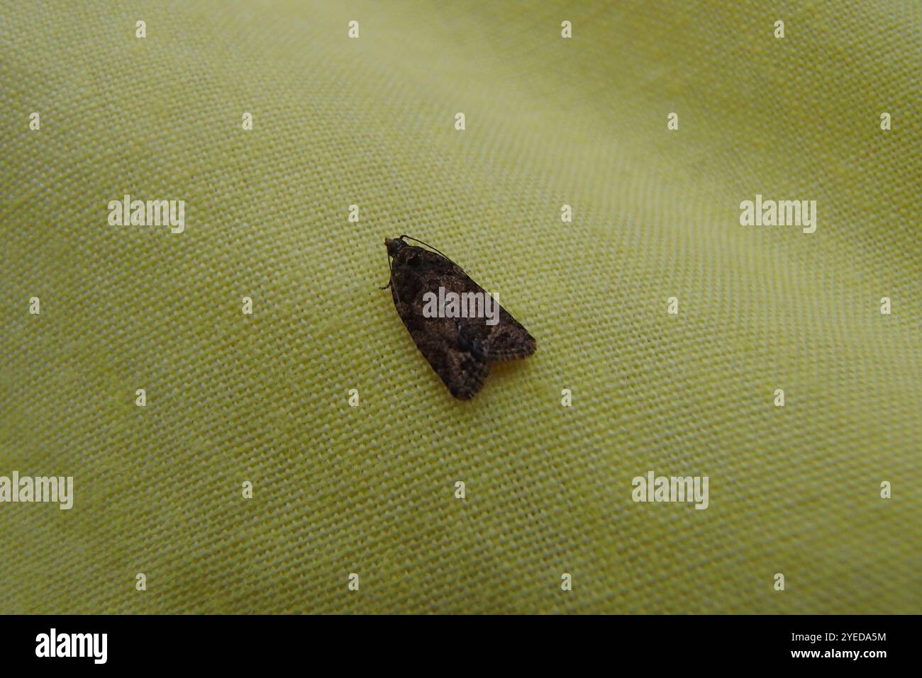 Tortricid Leafroller Moths (Tortricidae Stock Photo - Alamy