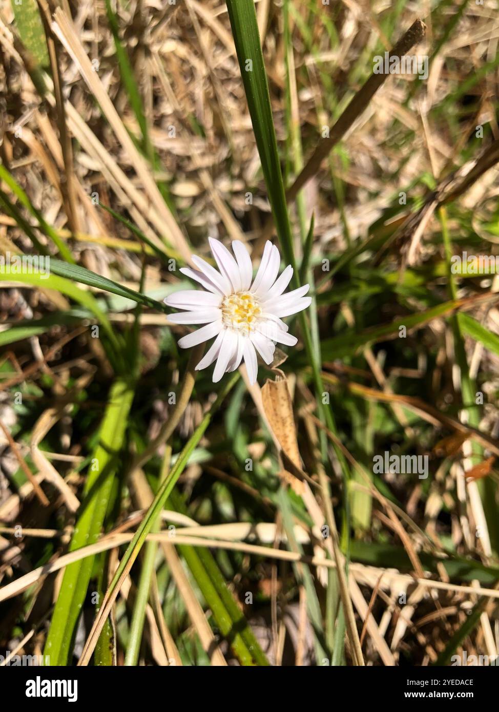 Pineland Daisy (Chaptalia tomentosa Stock Photo - Alamy