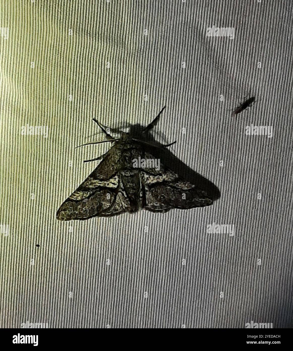 Woolly Gray Moth (Lycia ypsilon Stock Photo - Alamy
