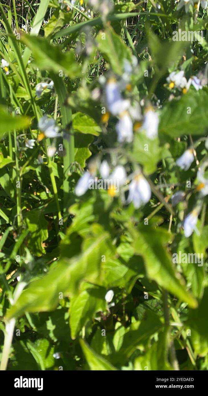 greenspot nightshade (Solanum douglasii Stock Photo - Alamy
