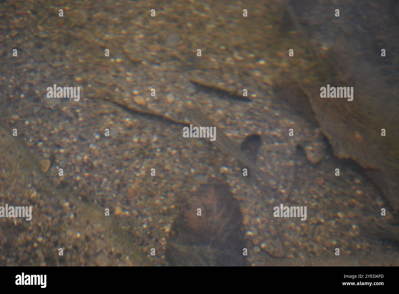 Ray-finned Fishes (Actinopterygii Stock Photo - Alamy