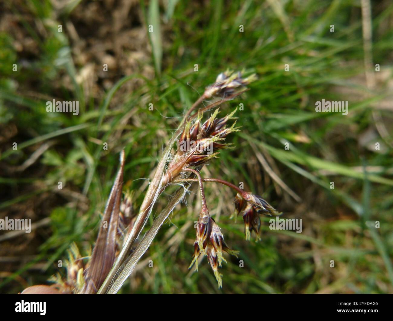 Field woodrush (Luzula campestris Stock Photo - Alamy
