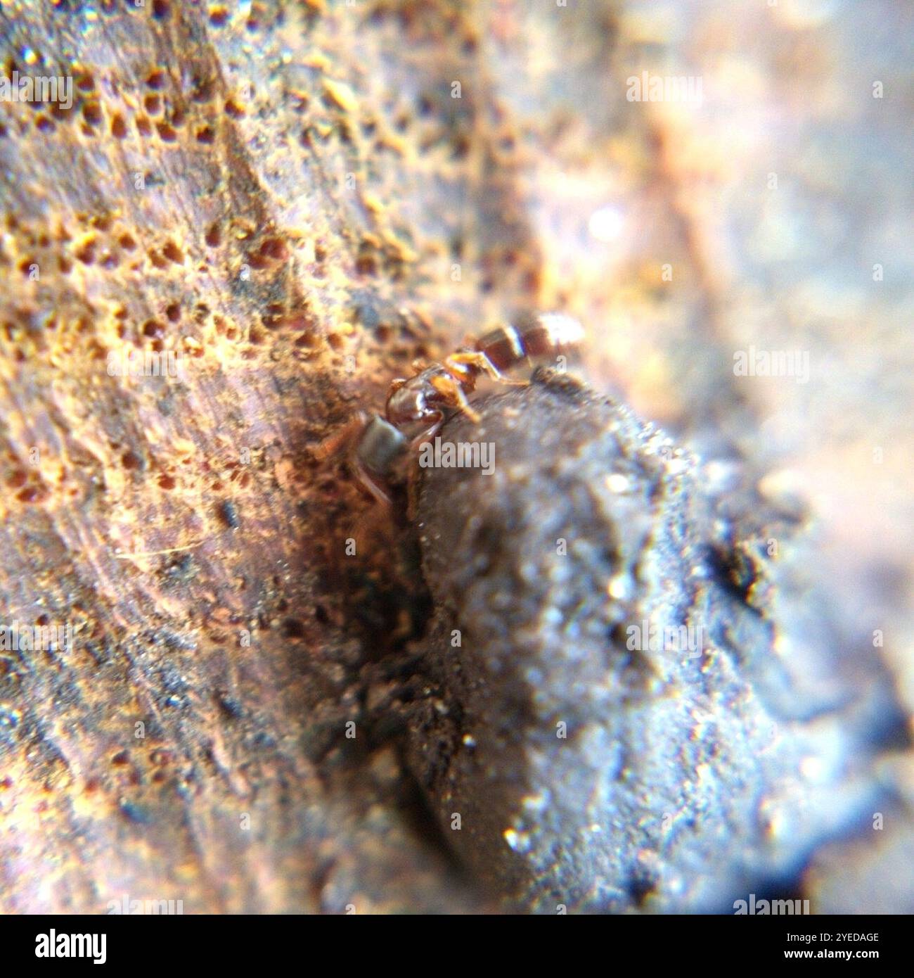 Ponera pennsylvanica hi-res stock photography and images - Alamy