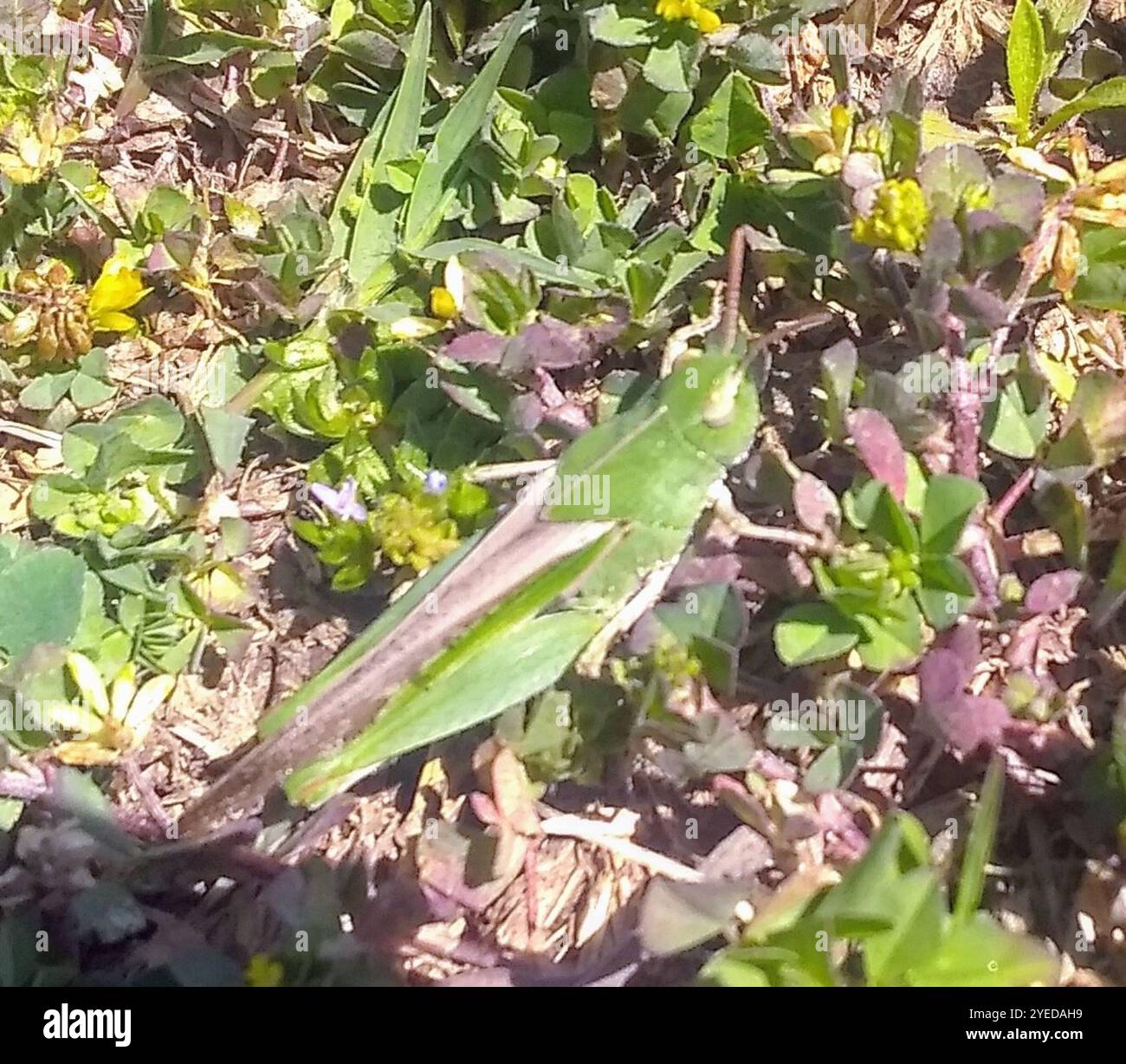 Green-striped Grasshopper (Chortophaga viridifasciata Stock Photo - Alamy