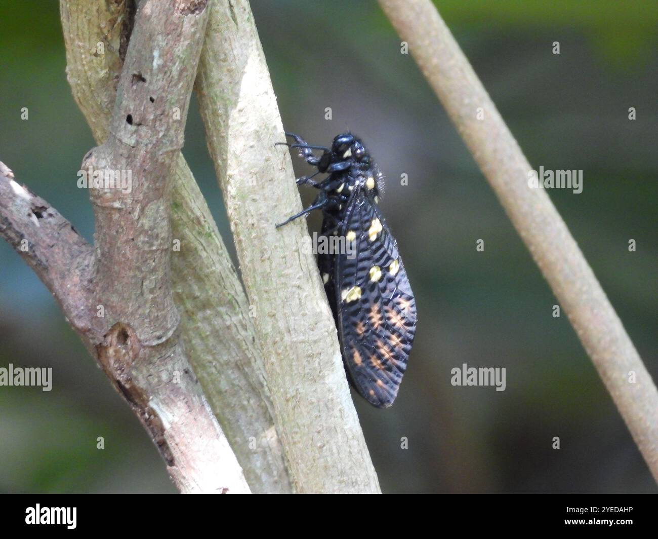 Speckled Black Cicada (Gaeana maculata Stock Photo - Alamy
