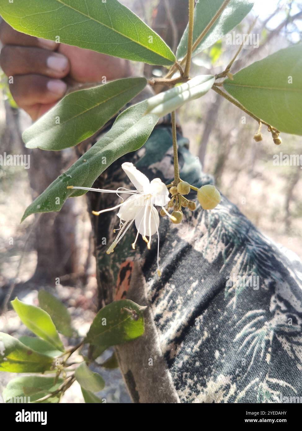 Quadrella hi-res stock photography and images - Alamy