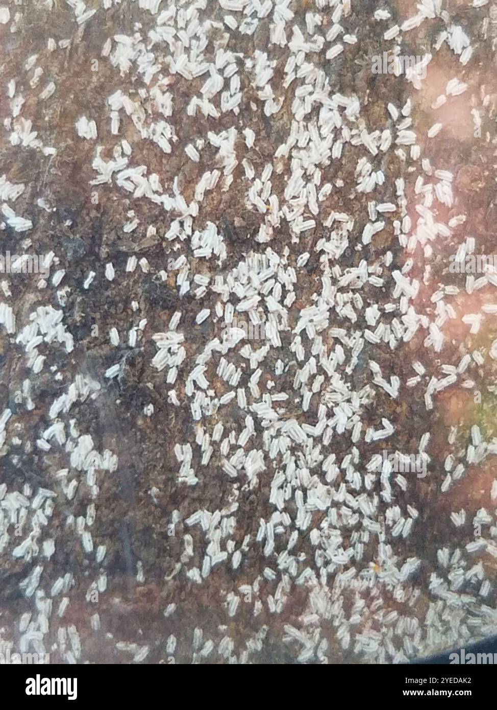 Citrus Snow Scale (Unaspis citri Stock Photo - Alamy