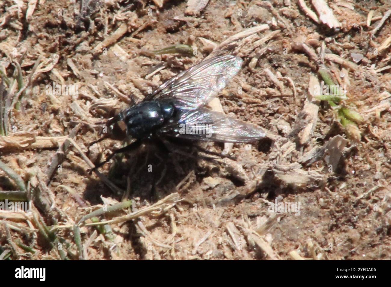 Shiny Blue Bottle Fly (Cynomya cadaverina Stock Photo - Alamy