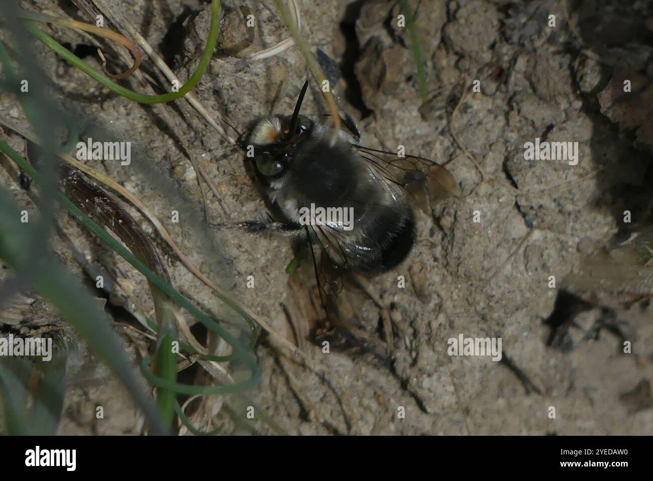 Common digger bees hi-res stock photography and images - Alamy