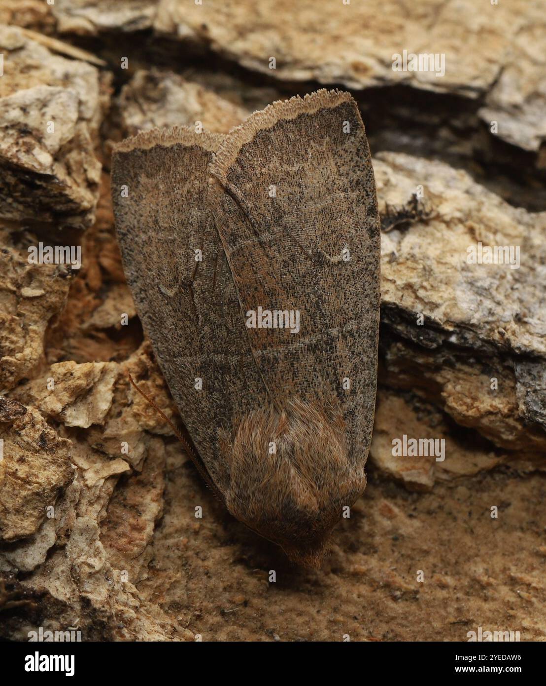 Morrison's Sallow (Eupsilia morrisoni Stock Photo - Alamy