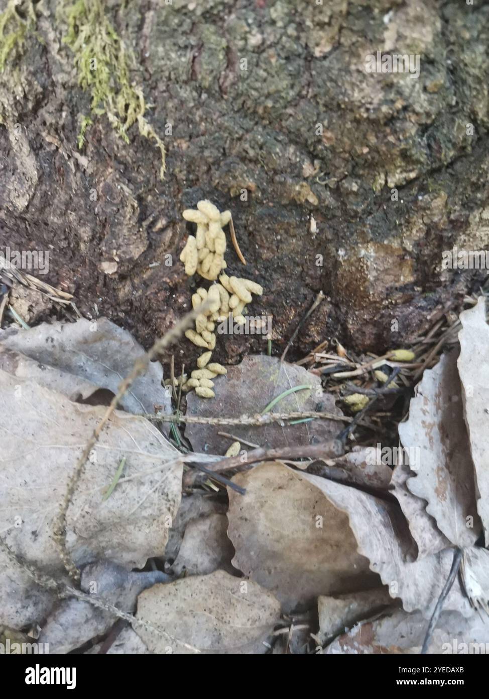 Siberian Flying Squirrel (Pteromys volans Stock Photo - Alamy