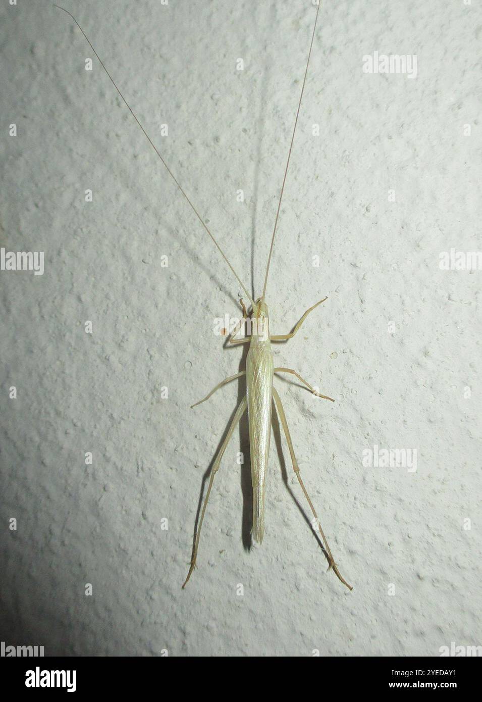 Common Tree Crickets (Oecanthus Stock Photo - Alamy