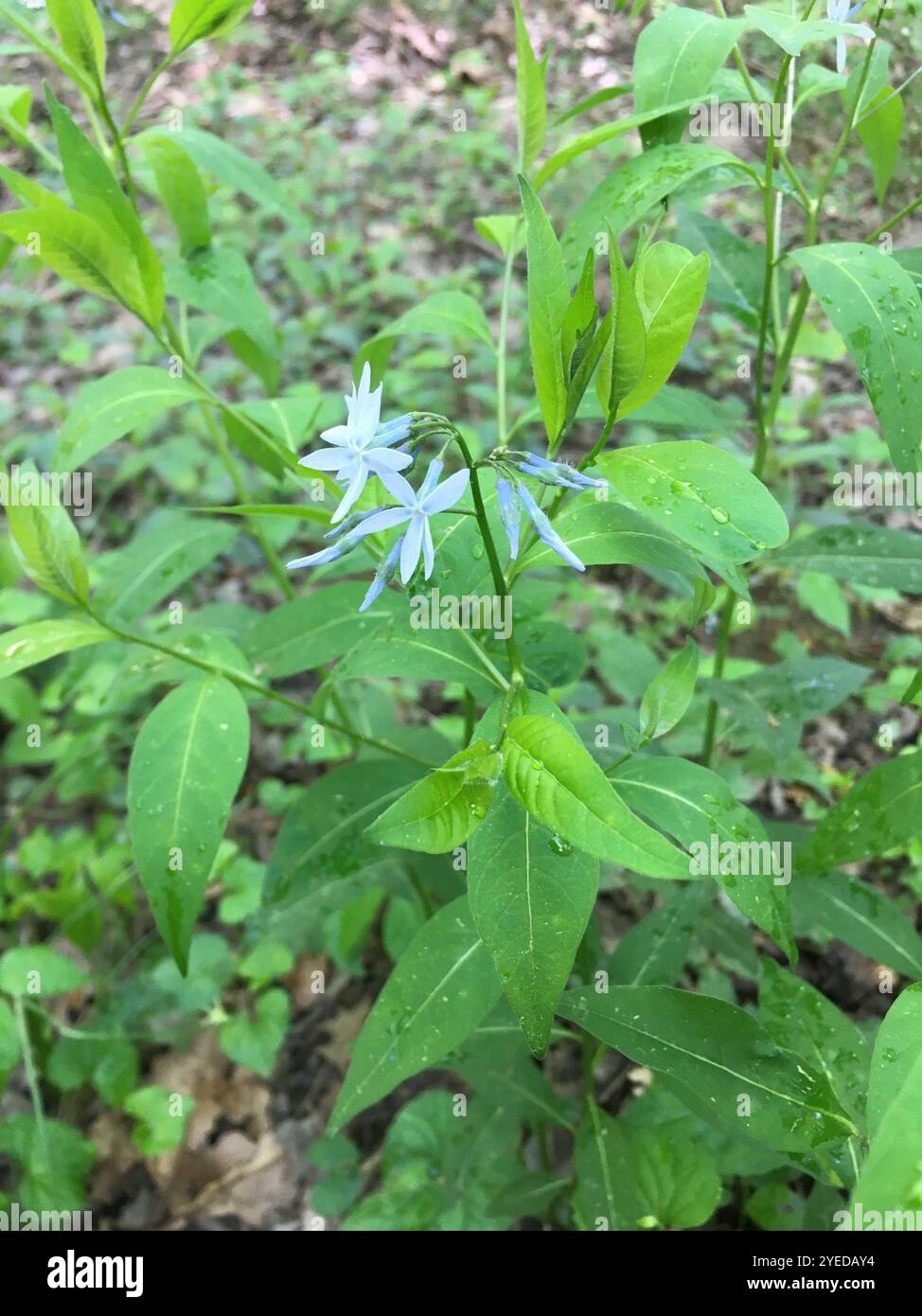 eastern bluestar (Amsonia tabernaemontana Stock Photo - Alamy