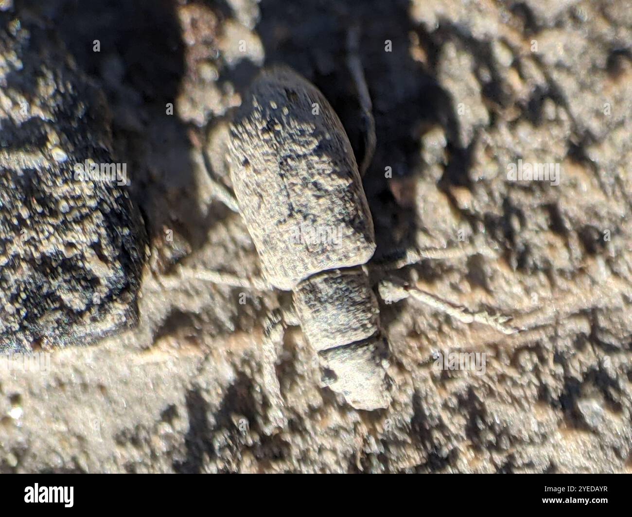 Clover root weevil (Sitona lepidus Stock Photo - Alamy