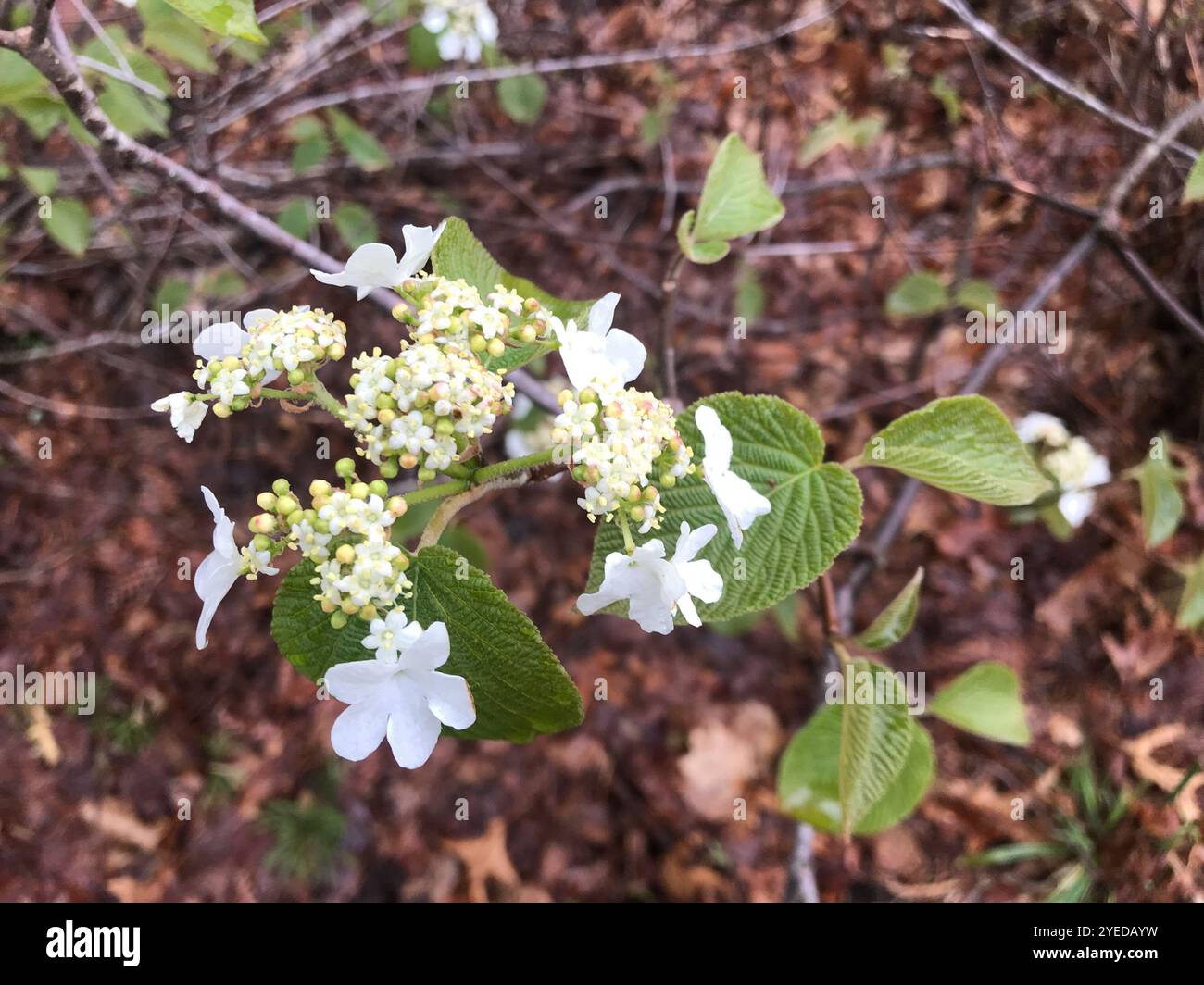 hobblebush (Viburnum lantanoides Stock Photo - Alamy
