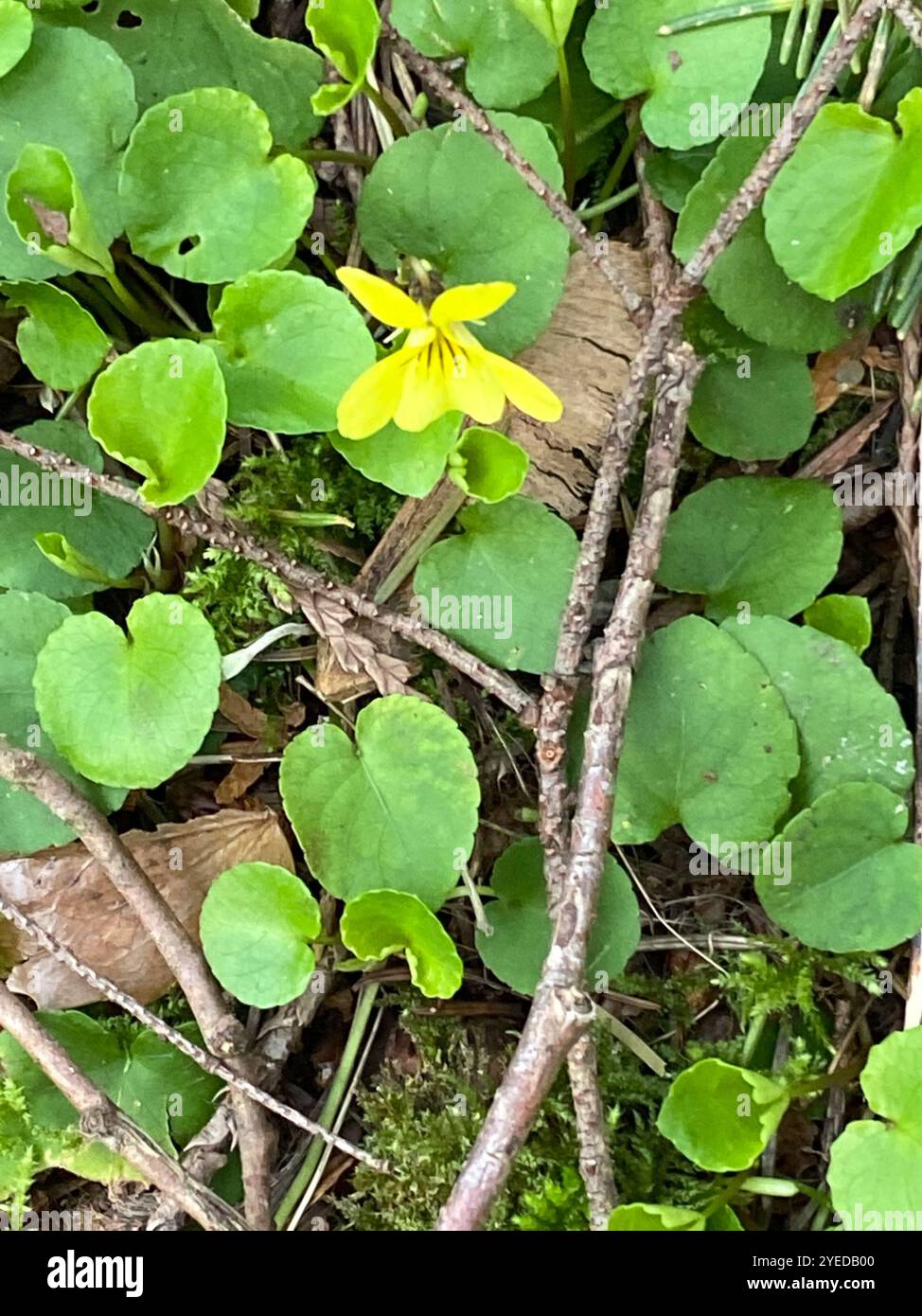 Redwood violet hi-res stock photography and images - Alamy