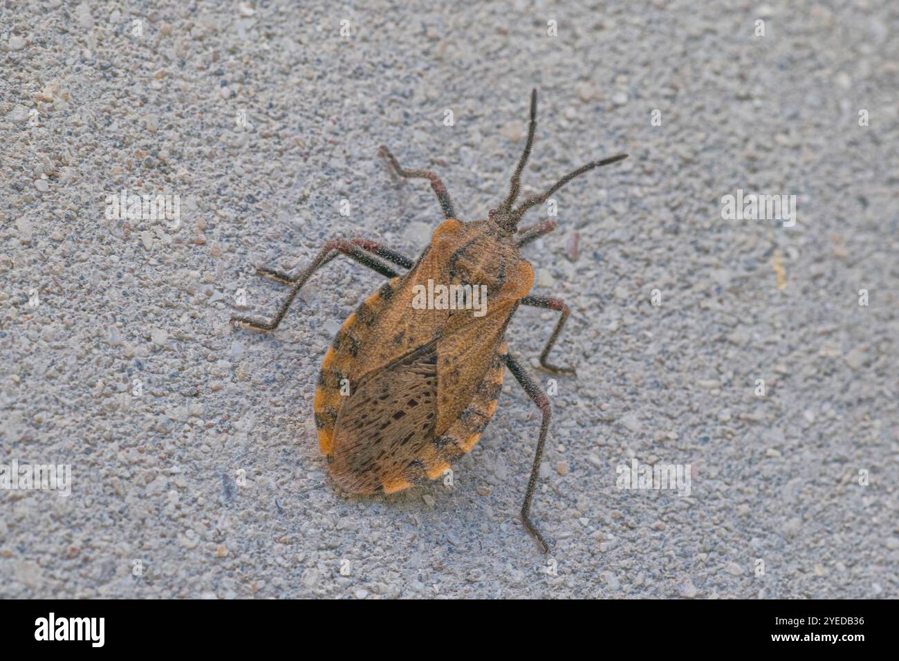 Triatoma infestans hi-res stock photography and images - Alamy