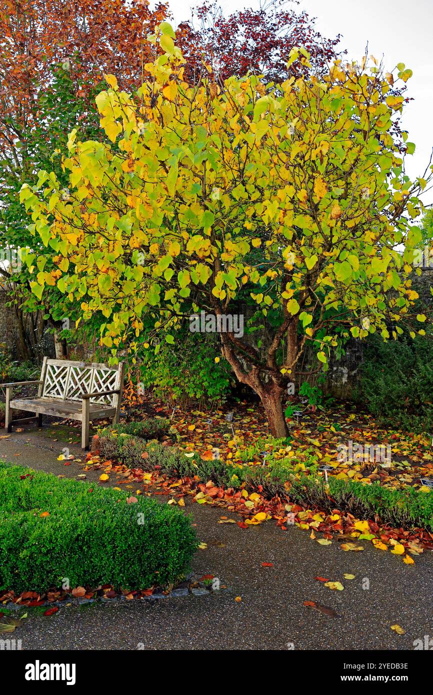 Black mulberry tree uk hi-res stock photography and images - Alamy