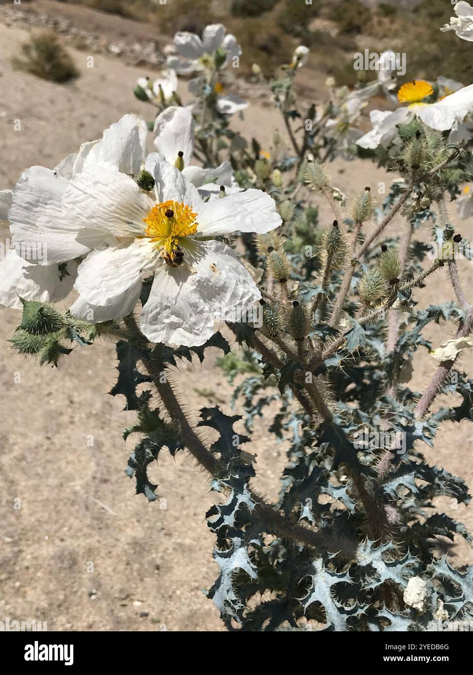 flatbud prickly poppy (Argemone munita Stock Photo - Alamy