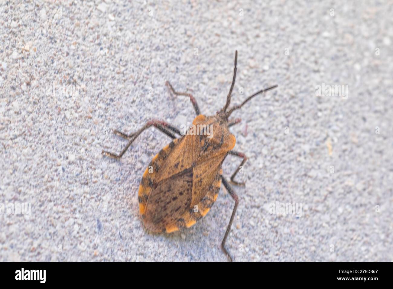 Triatoma infestans hi-res stock photography and images - Alamy