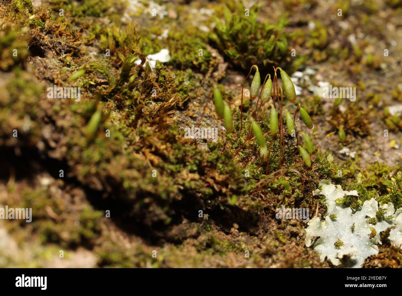 Capillary Thread-moss (Ptychostomum capillare Stock Photo - Alamy