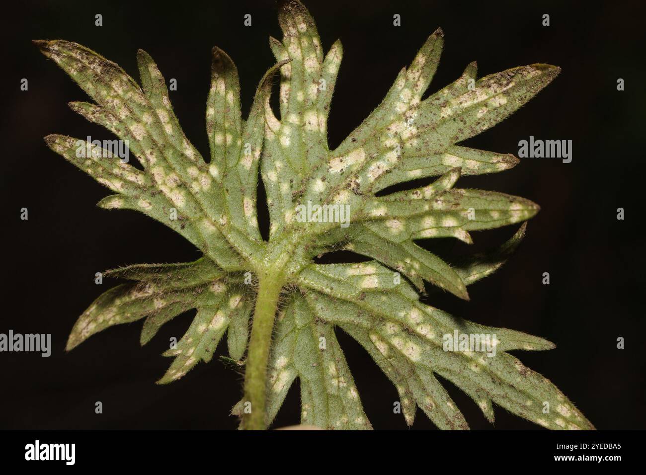 Entyloma hi-res stock photography and images - Alamy