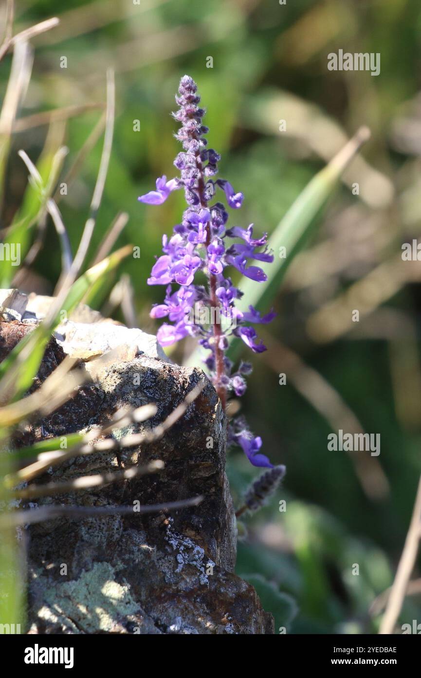 Coleus australis hi-res stock photography and images - Alamy