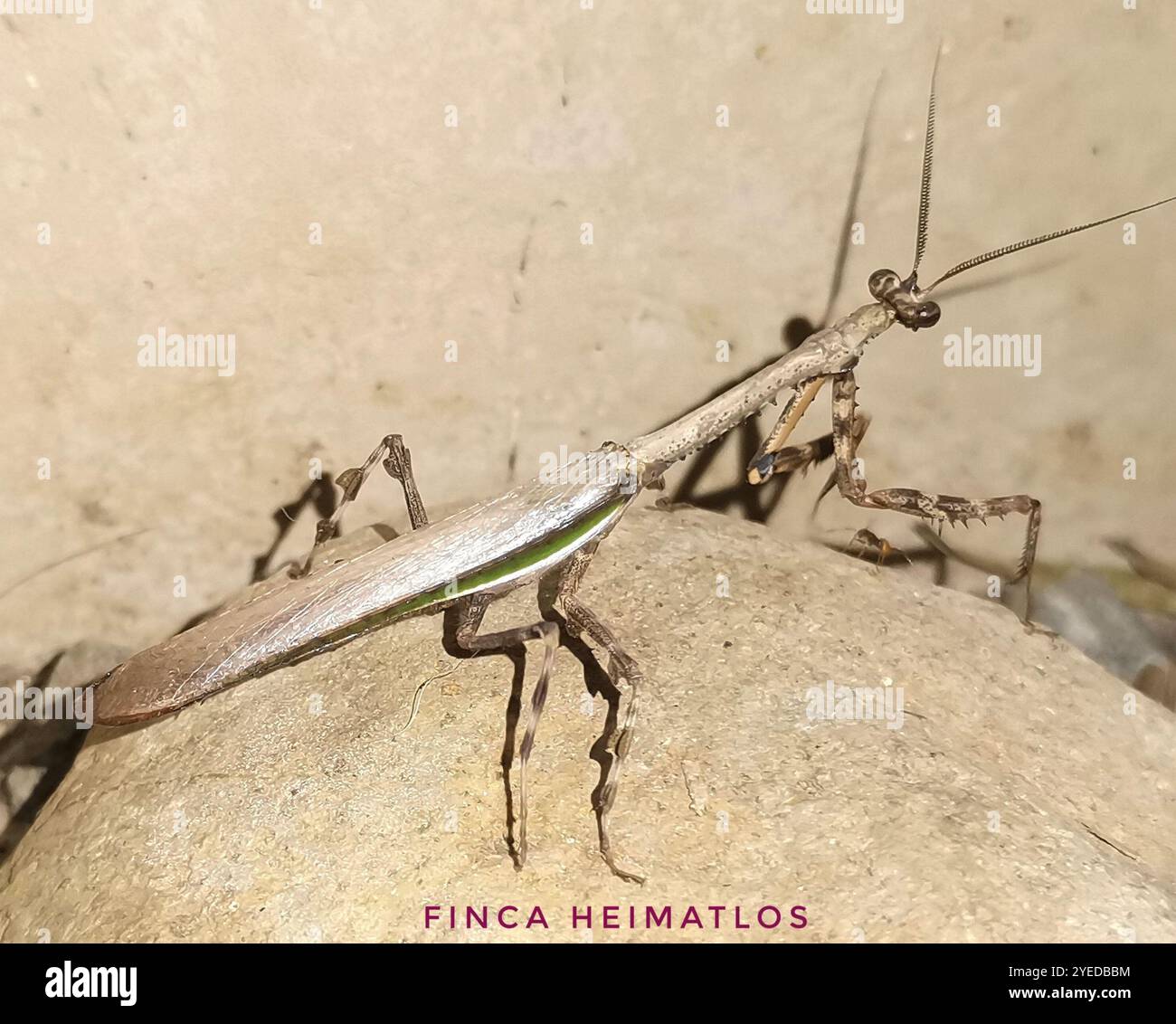 Vates hi-res stock photography and images - Alamy