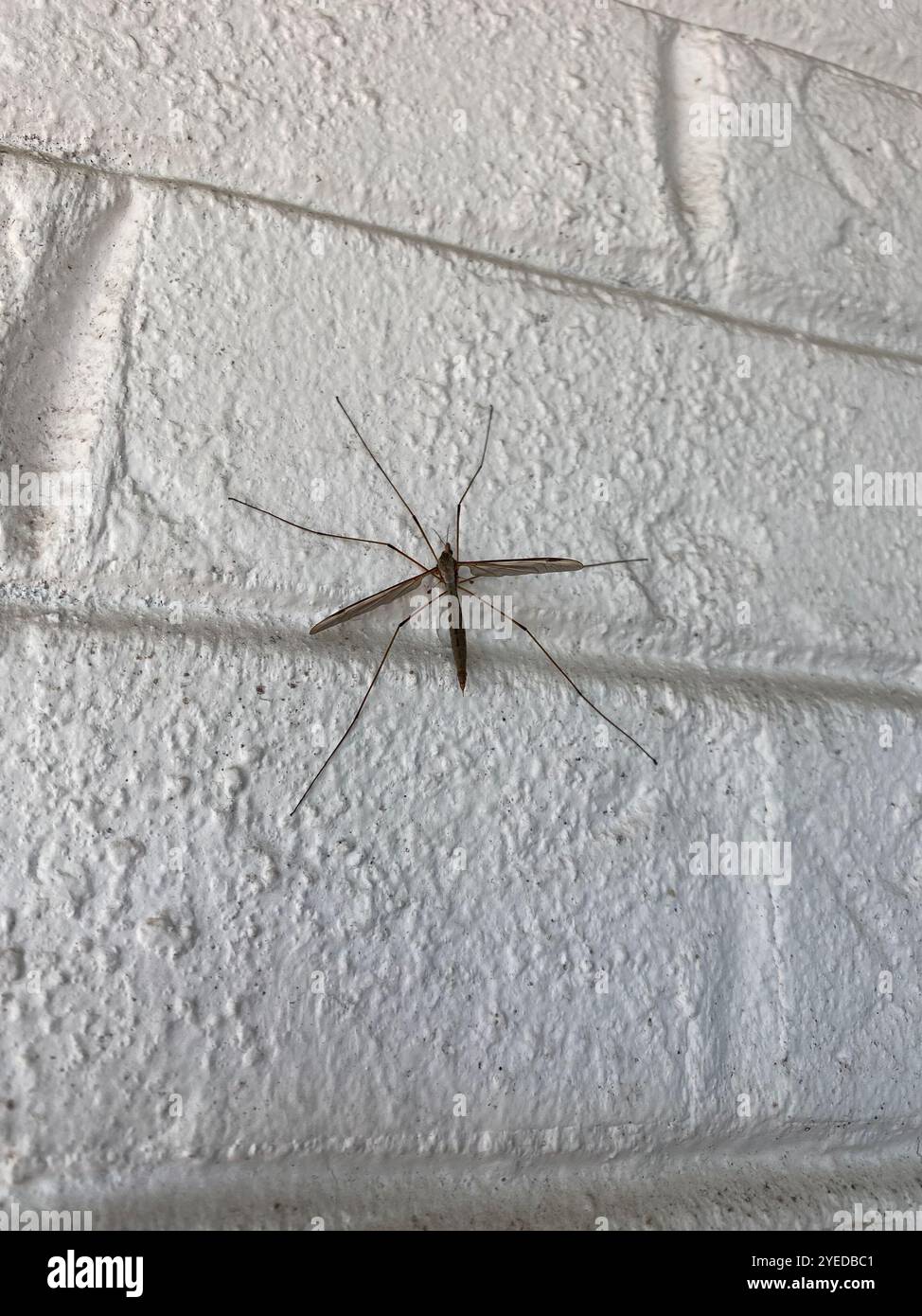 Crane Flies (Tipulomorpha Stock Photo - Alamy