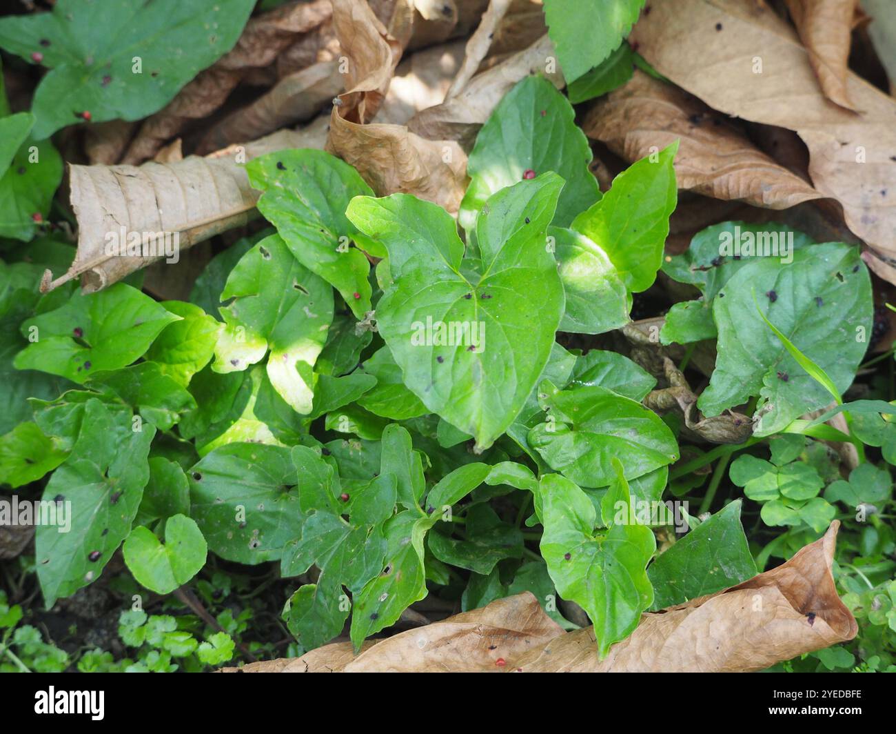 Divaricate Typhonium (Typhonium blumei Stock Photo - Alamy