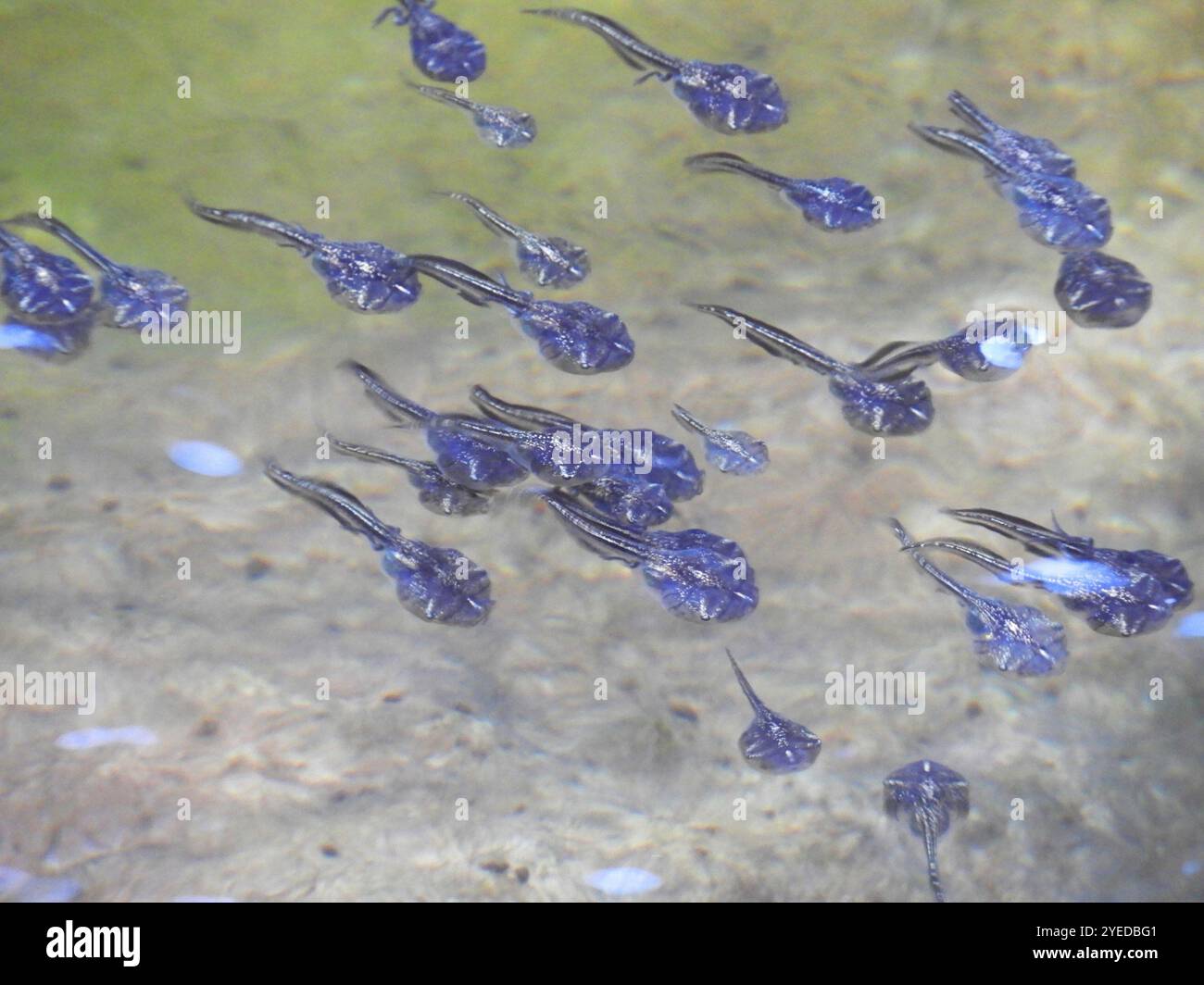 Phrynomantis hi-res stock photography and images - Alamy