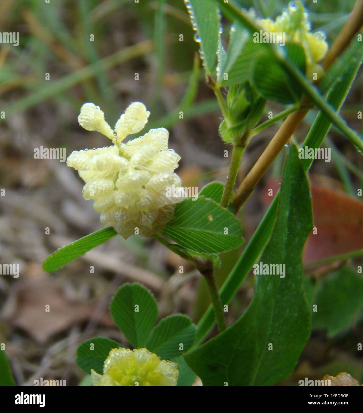 hop trefoil (Trifolium campestre Stock Photo - Alamy